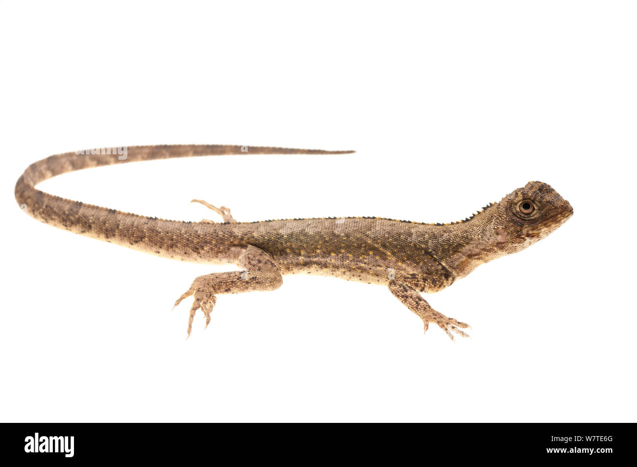 Mop-headed tree lizard (Uranoscodon superciliosus) Iwokrama, Guyana ...