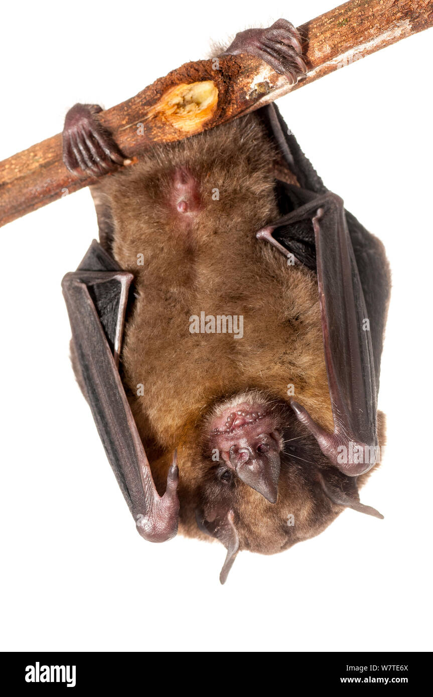 Yellow shouldered bat hi-res stock photography and images - Alamy