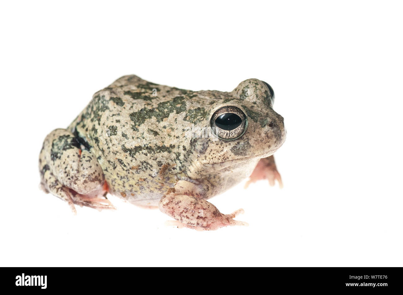 Pleurodema brachyops hi-res stock photography and images - Alamy