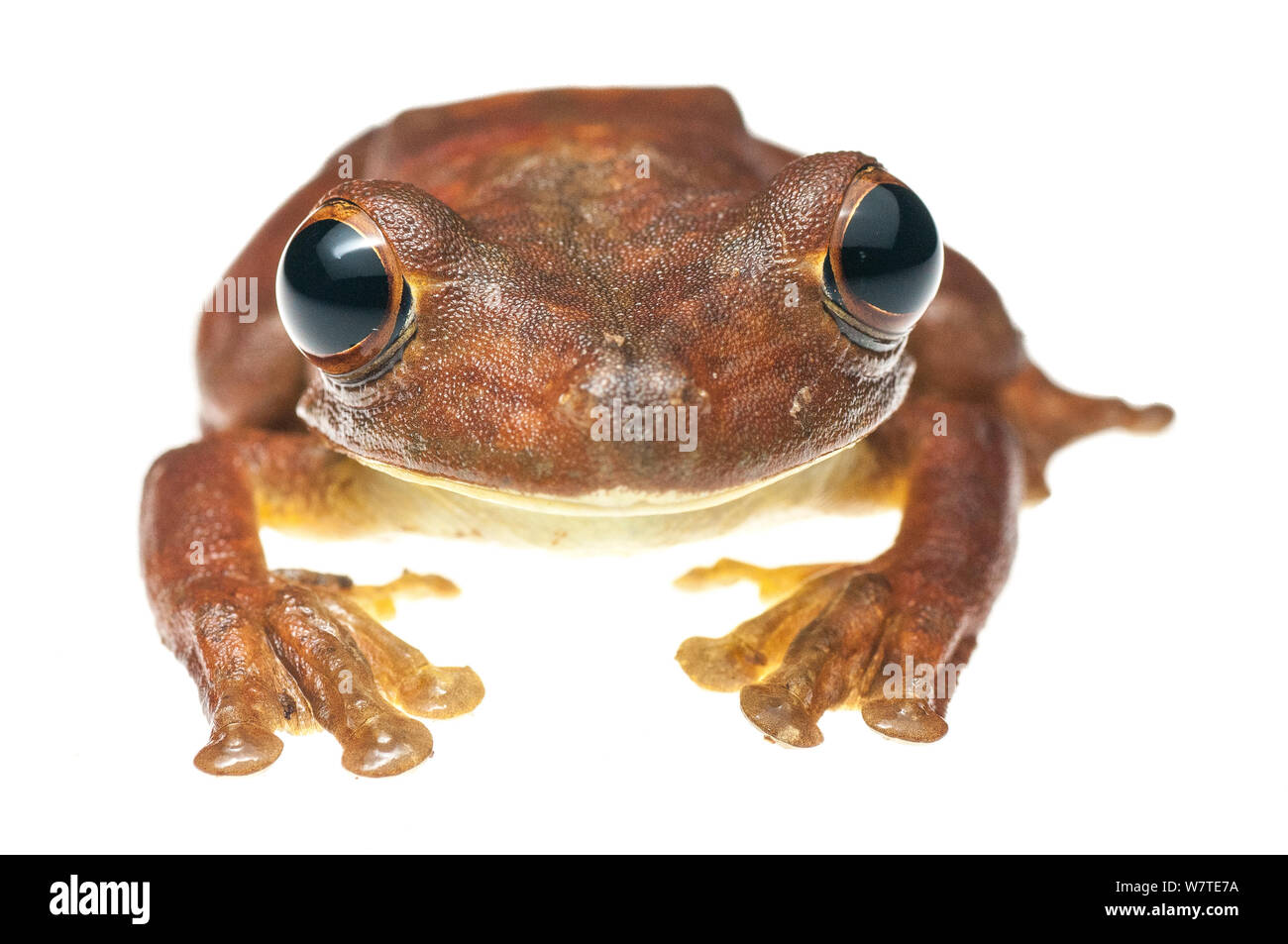 Gladiator Tree Frog Stock Photos & Gladiator Tree Frog Stock Images - Alamy