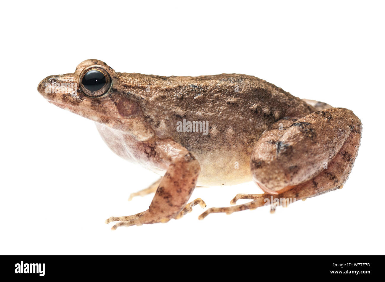 Windward ditch frog hi-res stock photography and images - Alamy