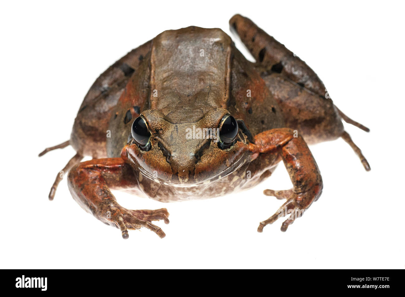 Ditch frog (Leptodactylus guianensis) Kanuku Mountains, Guyana ...