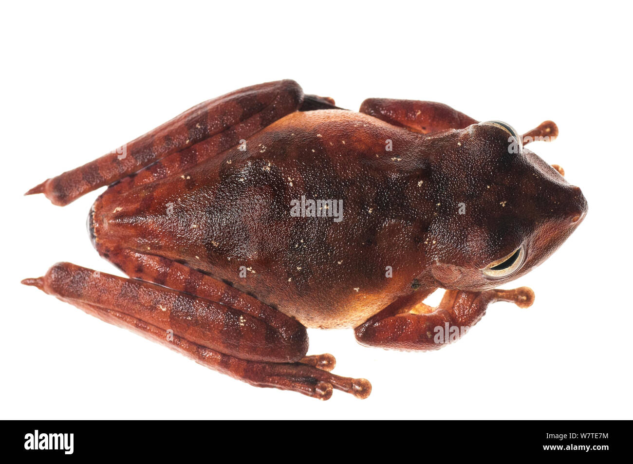 Convict tree frog Cut Out Stock Images & Pictures - Alamy