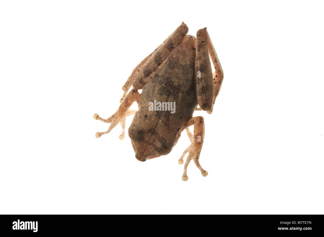 Gunthers tree frog Cut Out Stock Images & Pictures - Alamy