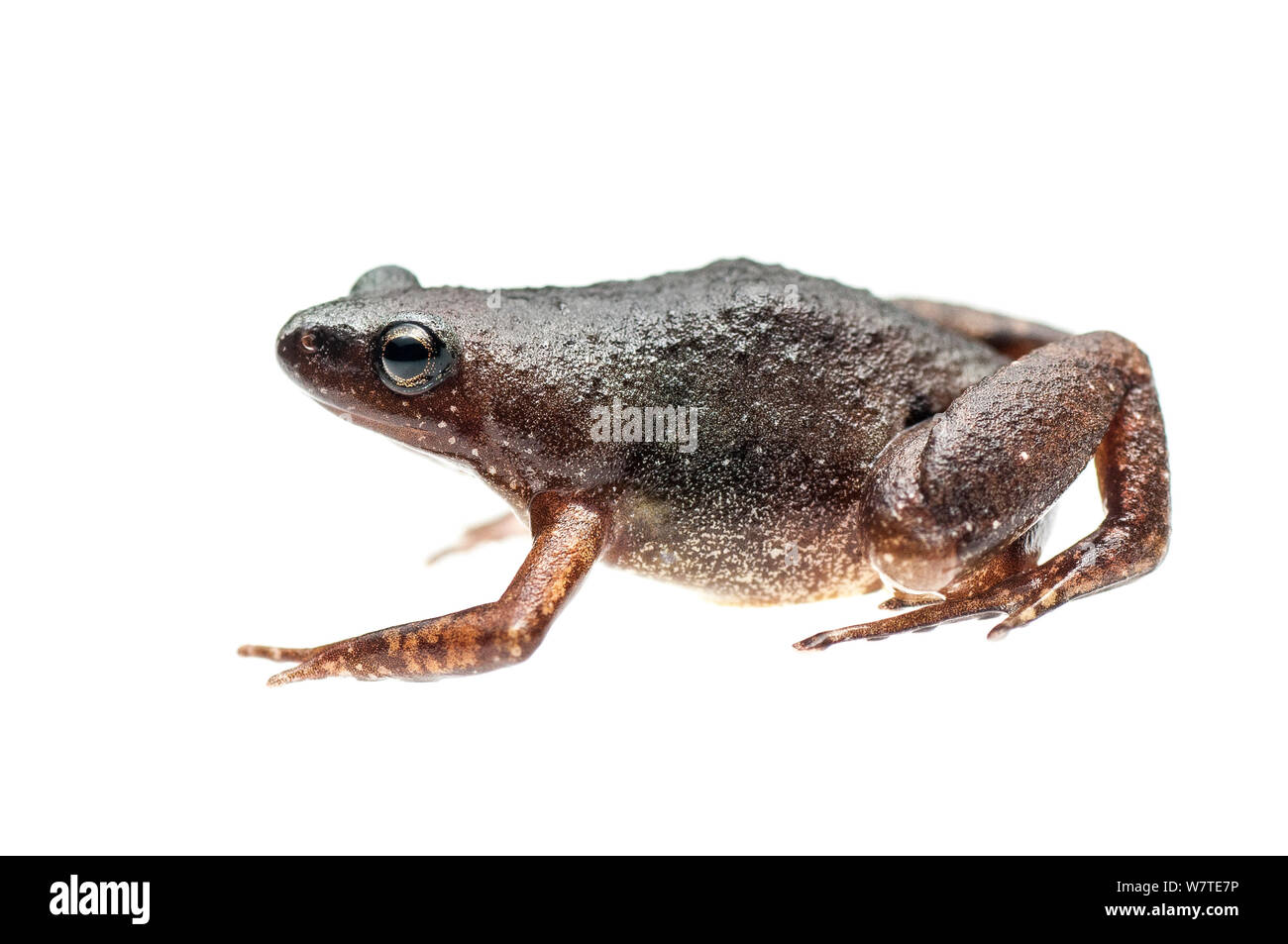 Microhylid frog (Chiasmocleis sp) Kanuku Mountains, Guyana ...