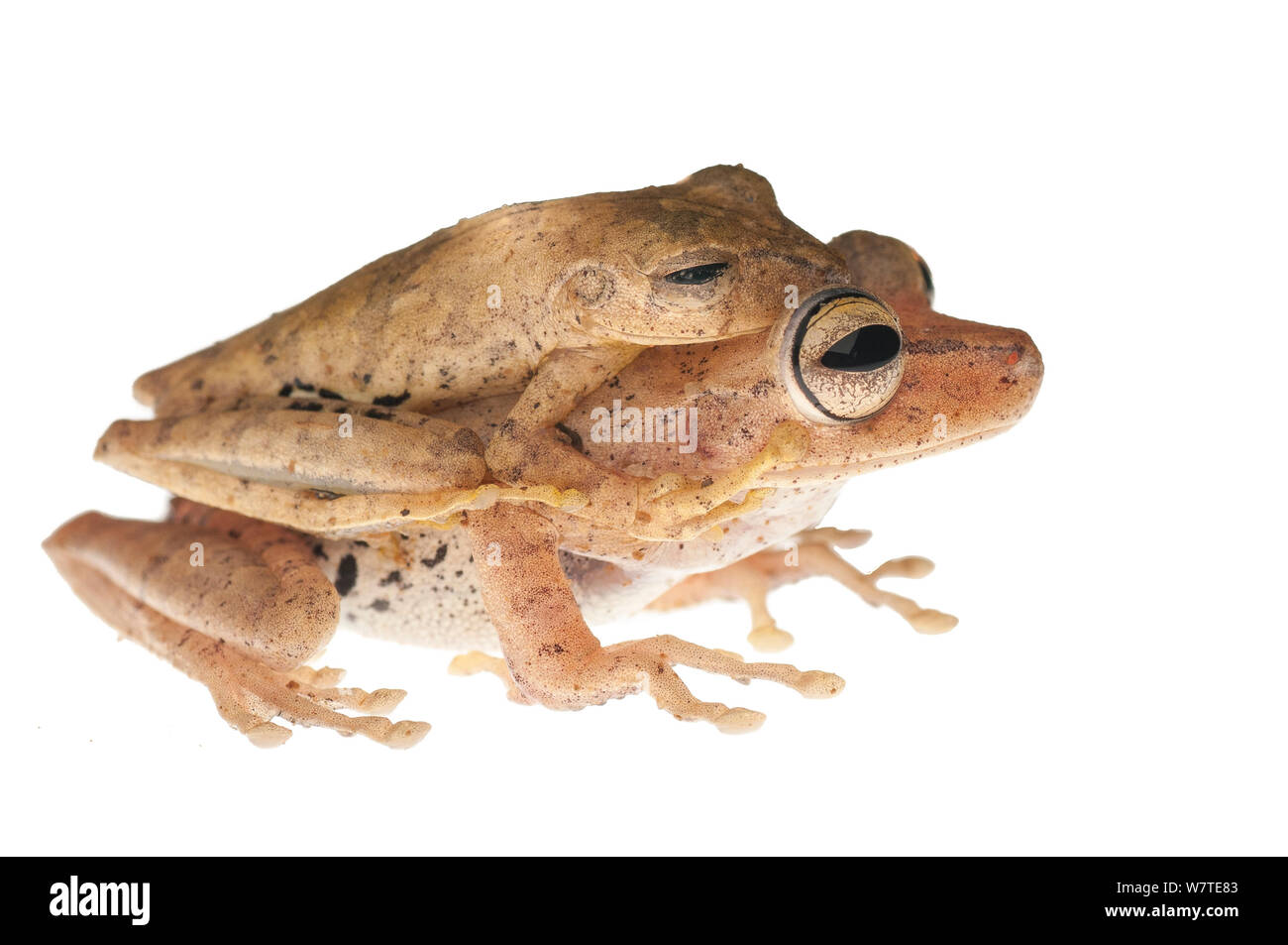 Gunther's banded tree frogs (Hypsiboas fasciatus) in amplexus, Kanuku ...