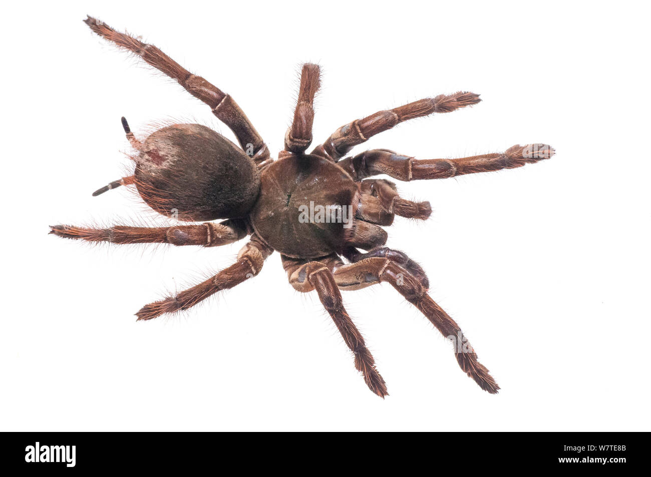 Goliath birdeater hi-res stock photography and images - Alamy