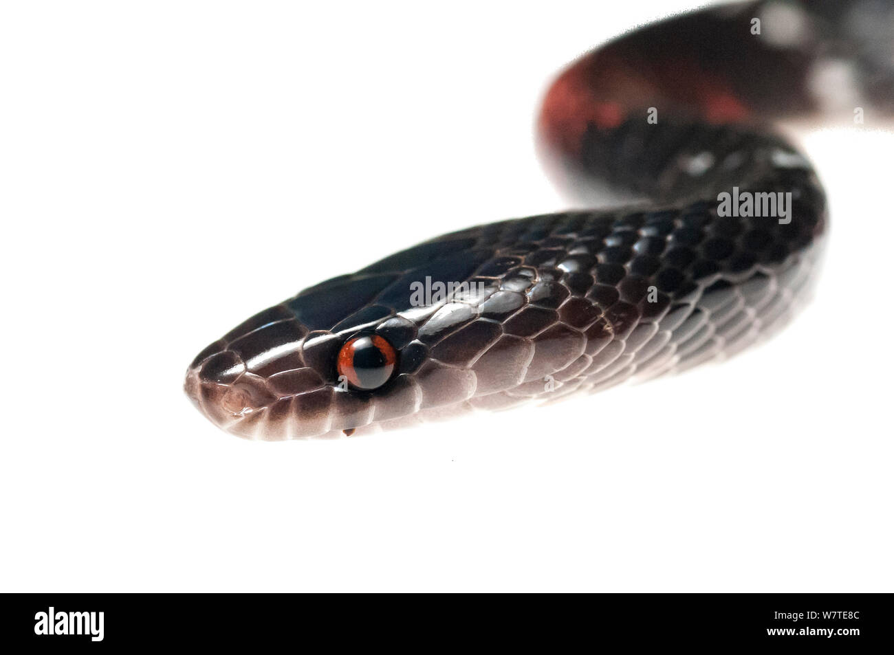 Calico snake (Oxyrhopus melanogenys) Kanuku Mountains, Guyana ...