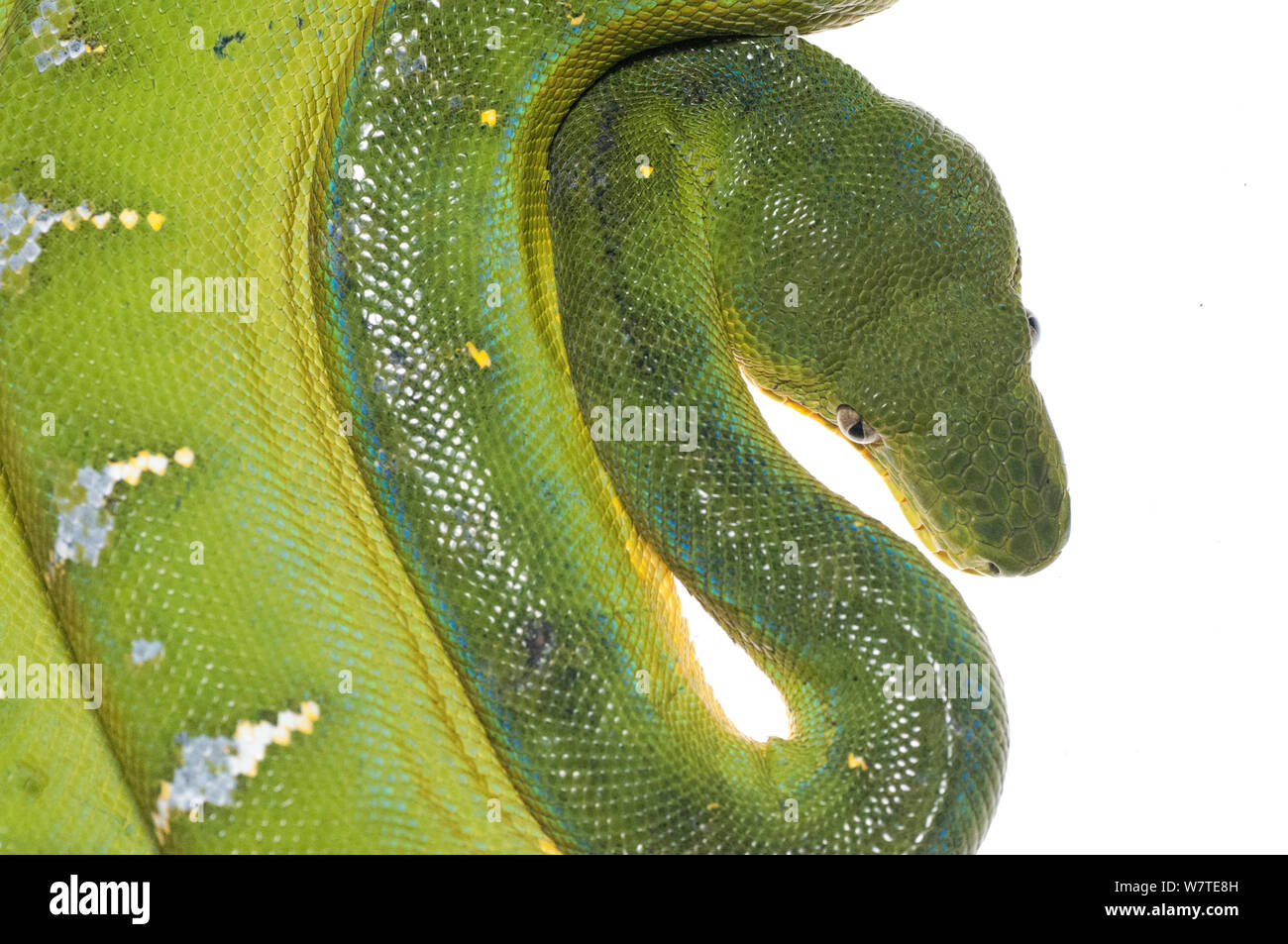 Emerald tree boa corallus caninus hi-res stock photography and images ...