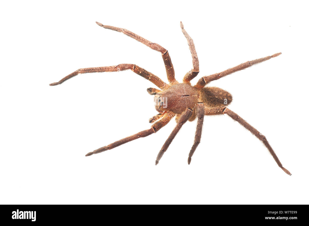 Wandering spider (Phoneutria sp) Iwokrama, Guyana. Meetyourneighbours ...
