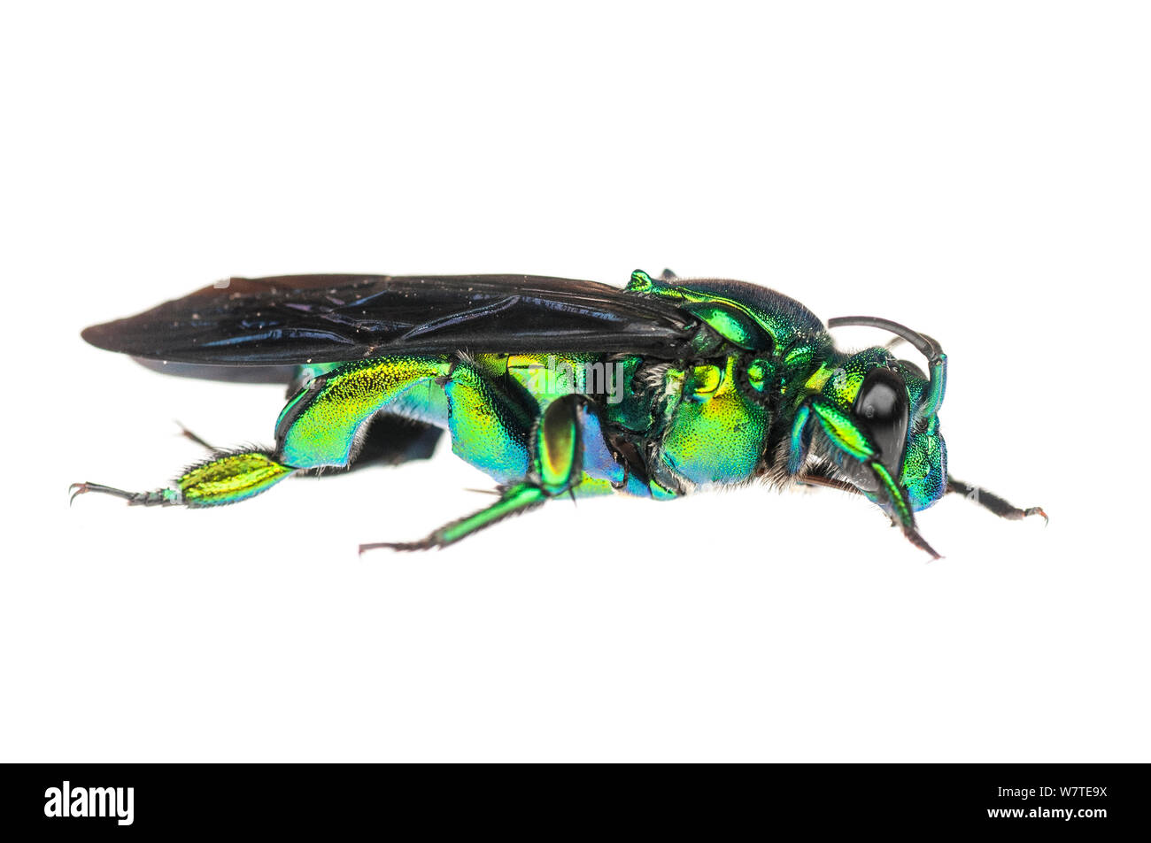 Green Orchid Bee (Euglossa spp) Iwokrama, Guyana. Meetyourneighbours ...