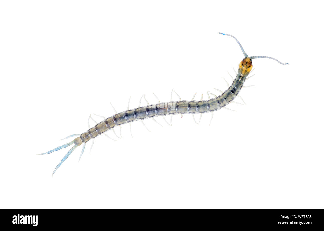 Centipede scolopendridae sp hi-res stock photography and images - Alamy