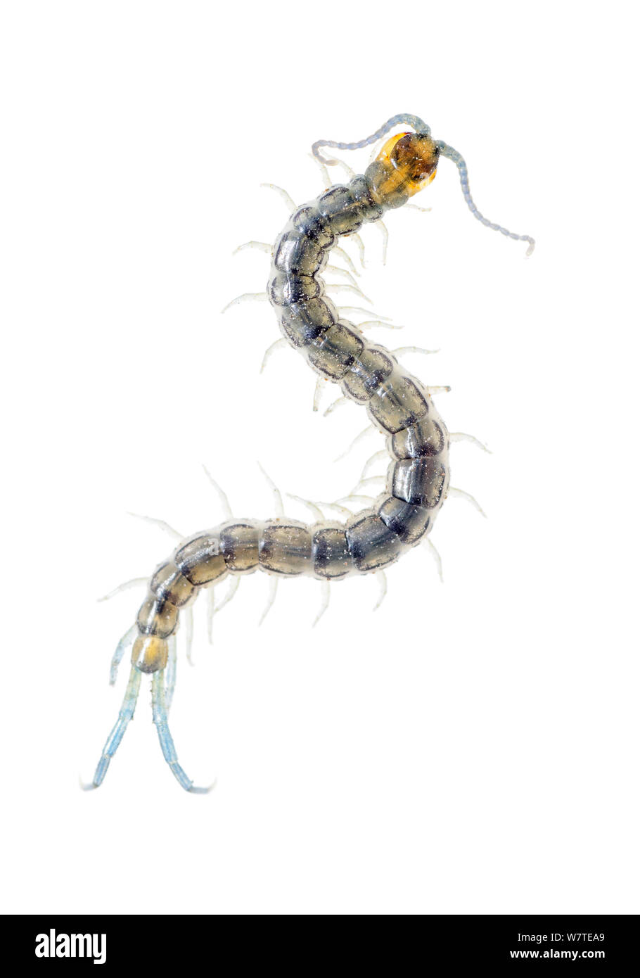 Scolopendridae sp hi-res stock photography and images - Alamy