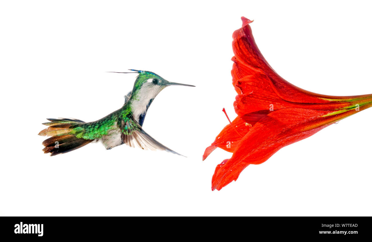 Apodiformes hi-res stock photography and images - Alamy