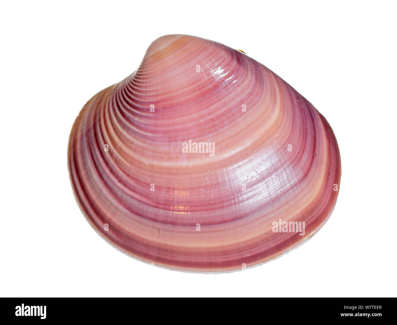 Mollusc clam Cut Out Stock Images & Pictures - Alamy