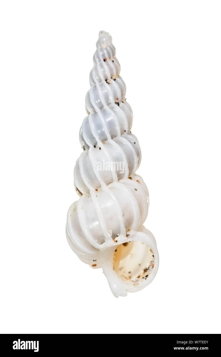 Wentletrap High Resolution Stock Photography and Images - Alamy