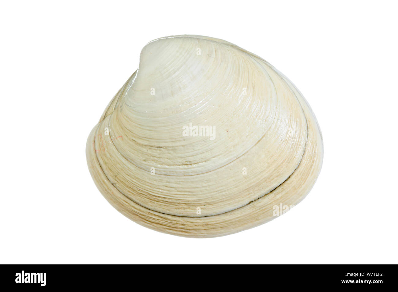 Venus shell hi-res stock photography and images - Alamy