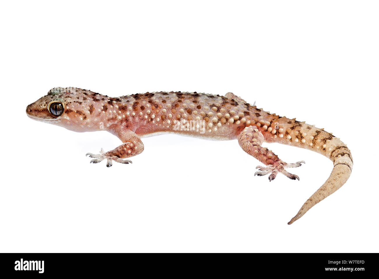 Side view of the Mediterranean House Gecko (Hemidactylus turcicus) from ...
