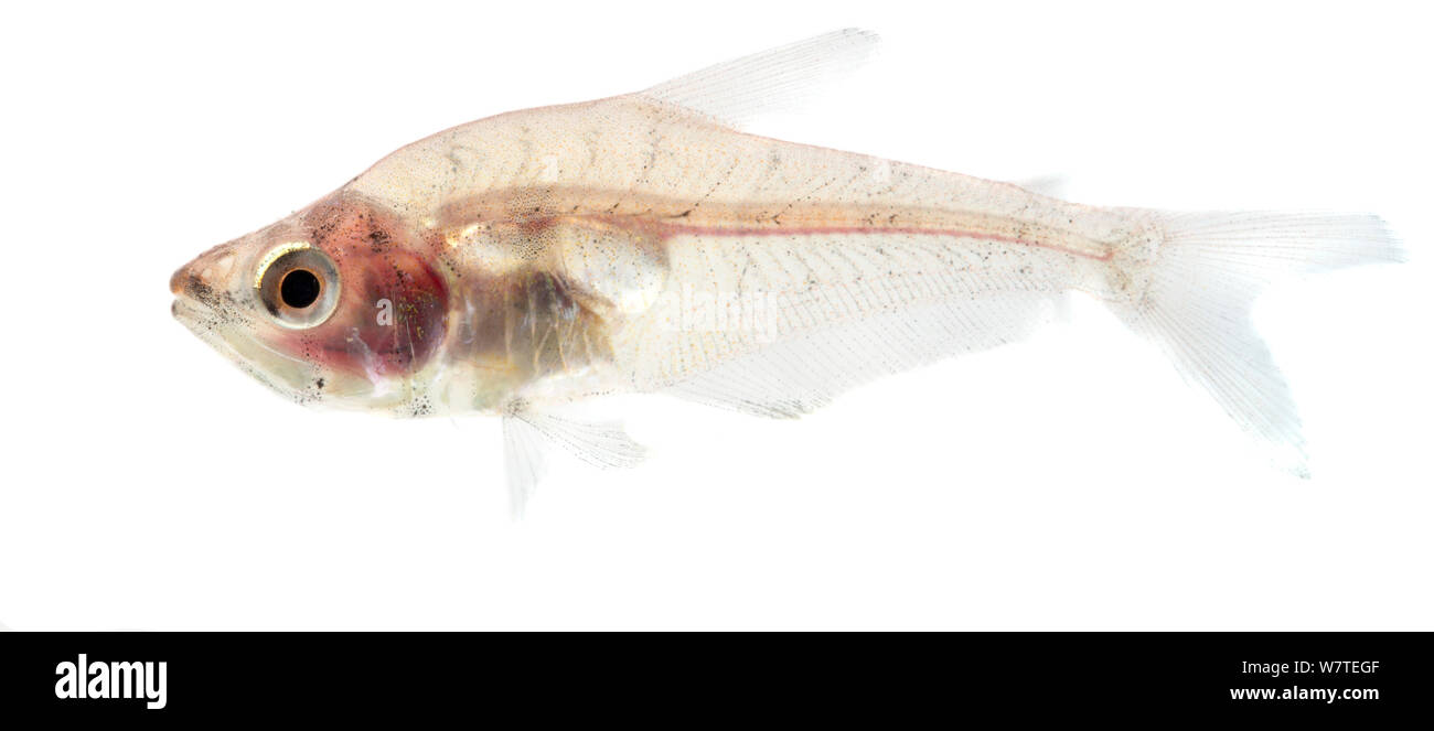 Charain fish (Charax / Asiphonichthys sp) close to Santa Isabel do Rio ...