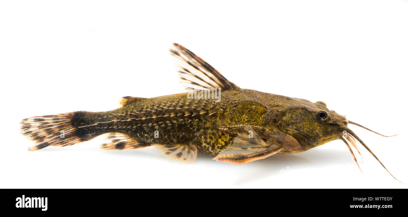 Catfish profile hi-res stock photography and images - Alamy
