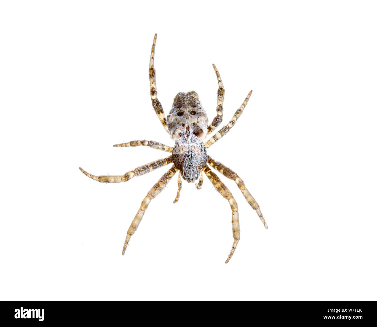 Tropical tent web spider hi-res stock photography and images - Alamy