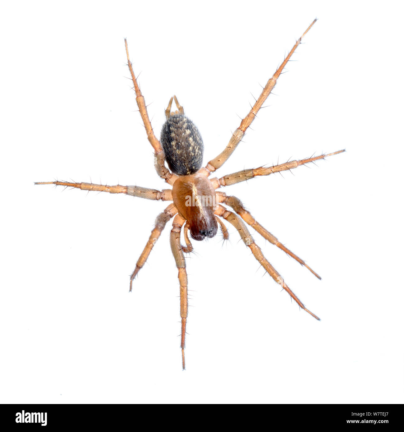 Funnel weaver spider (Lycosoides coarctata) Muchamiel, Alicante, Spain ...