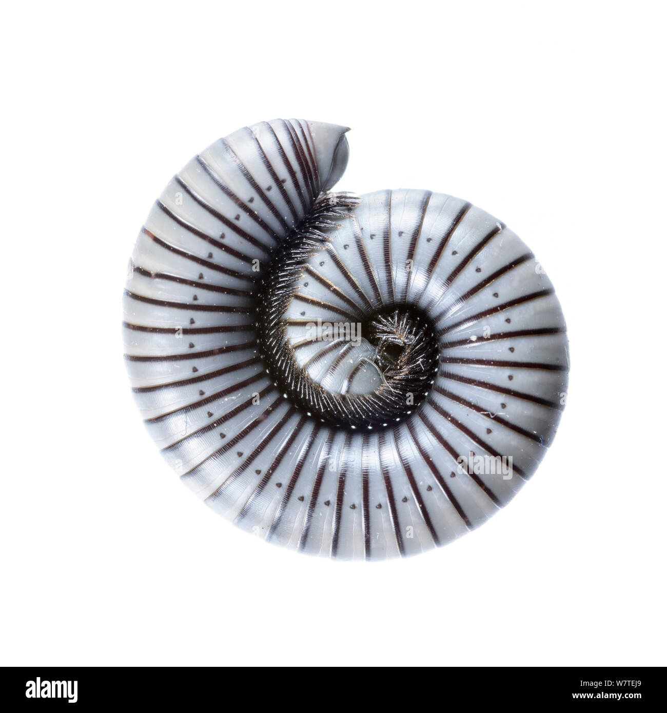 Diplopoda millipede hi-res stock photography and images - Alamy