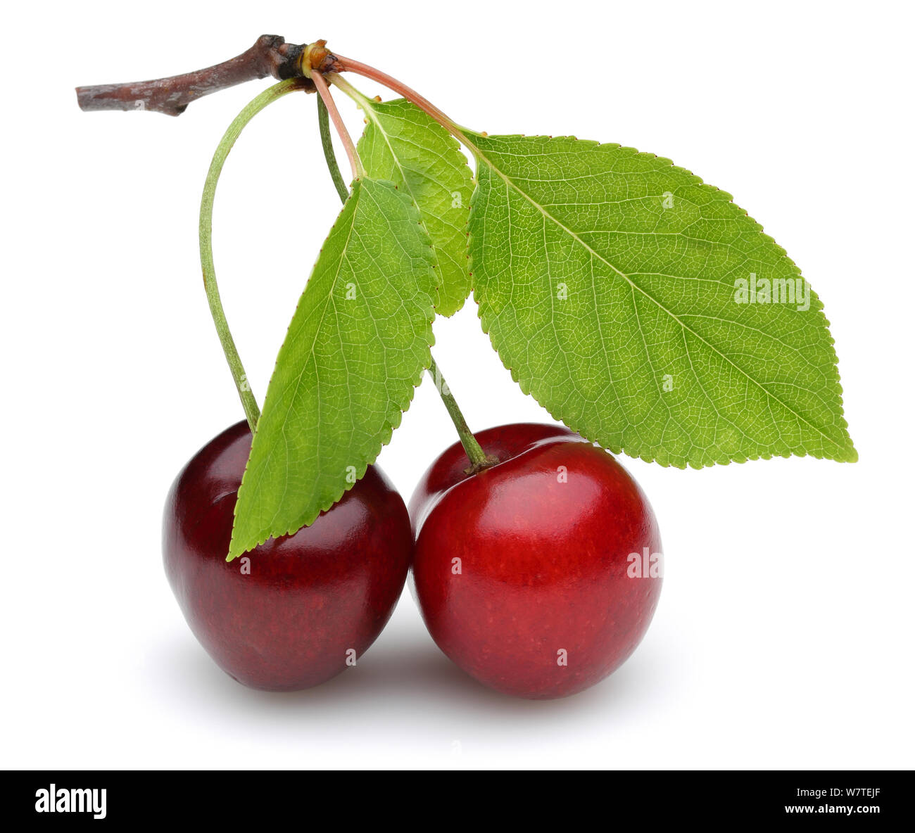 Fresh red cherries with green leaves isolated on white background Stock ...