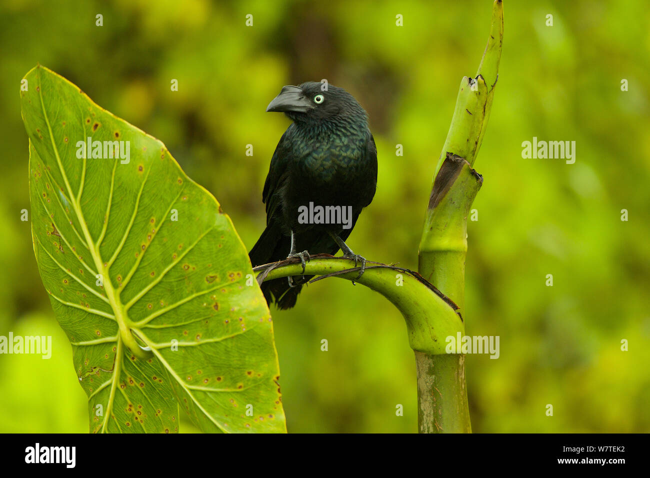 Anangu ecuador yasuni hi-res stock photography and images - Alamy