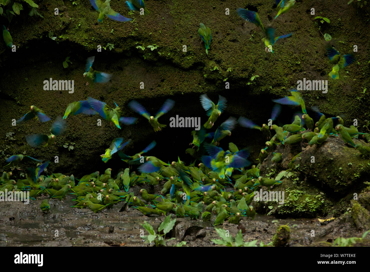 Cobalt-winged Parakeets (Brotogeris cyanoptera) eating clay at clay ...