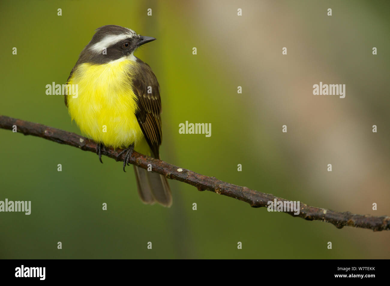 Social Flycatcher (Myiozetetes similis) at Napo Wildlife Center, Yasuni ...