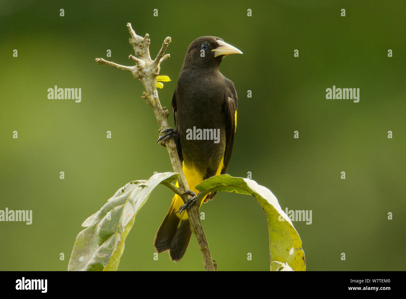 Yellow-rumped Cacique (Cacicus cela) at Napo Wildlife Center, Yasuni ...