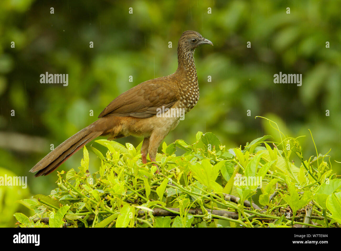 Speckled Chachalaca (Ortalis guttata) at Napo Wildlife Center, Yasuni ...