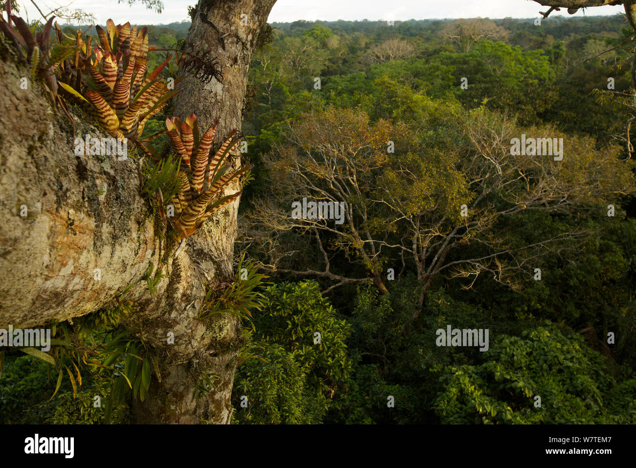 Canopy tower ecuador hi-res stock photography and images - Alamy