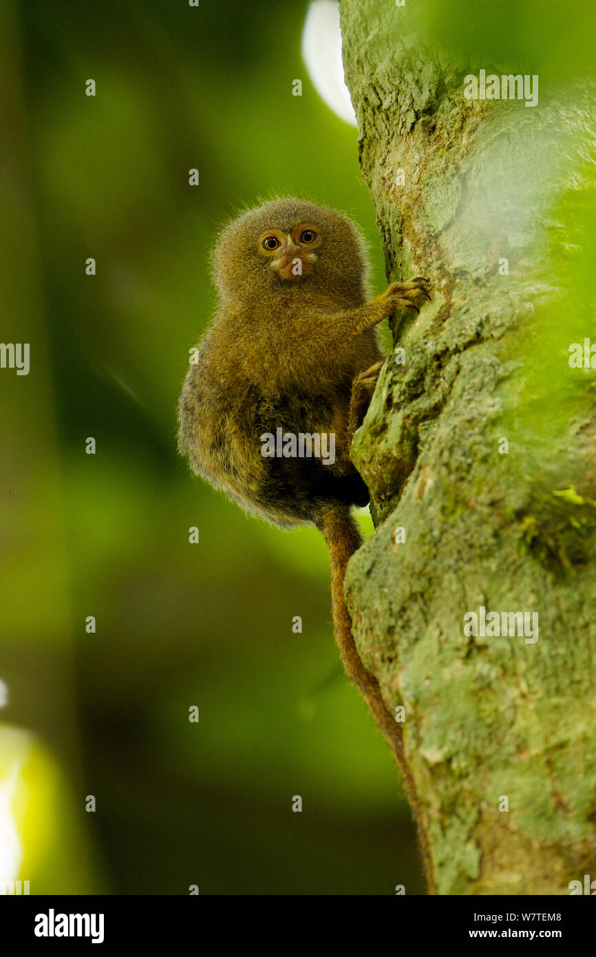 Callithrix pygmaea hi-res stock photography and images - Alamy