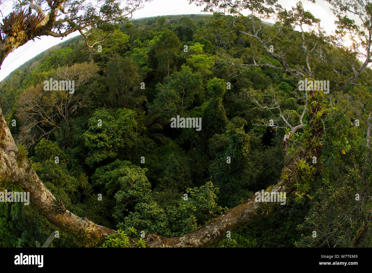 View of the rainforest canopy from the canopy tower at the Tiputini ...