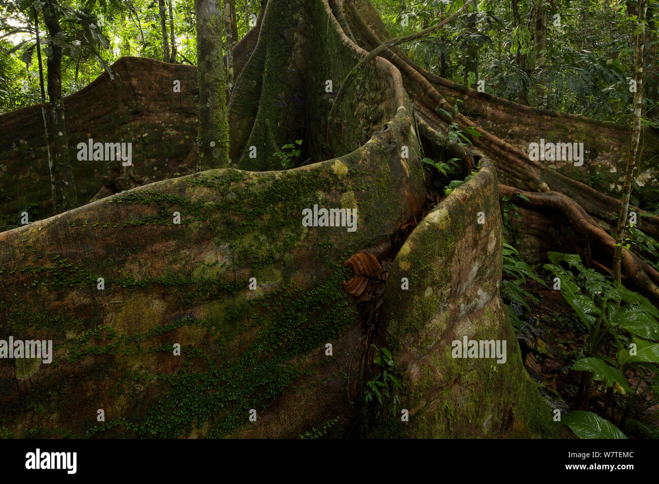 Tree buttress roots near the lab at the Tiputini Biodiversity Station ...