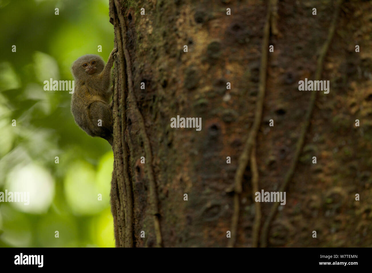 Pygmy Marmoset (Callithrix pygmaea) in Yasuni National Park, Orellana ...