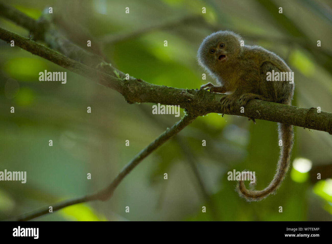 Pygmy Marmoset (Callithrix pygmaea) in Yasuni National Park, Orellana ...
