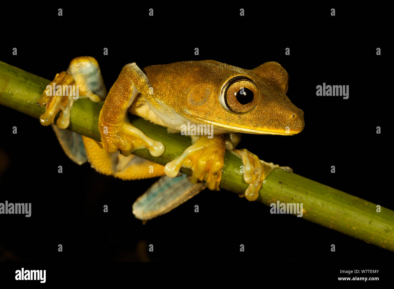 Biodiversity Station Tiputini High Resolution Stock Photography and ...