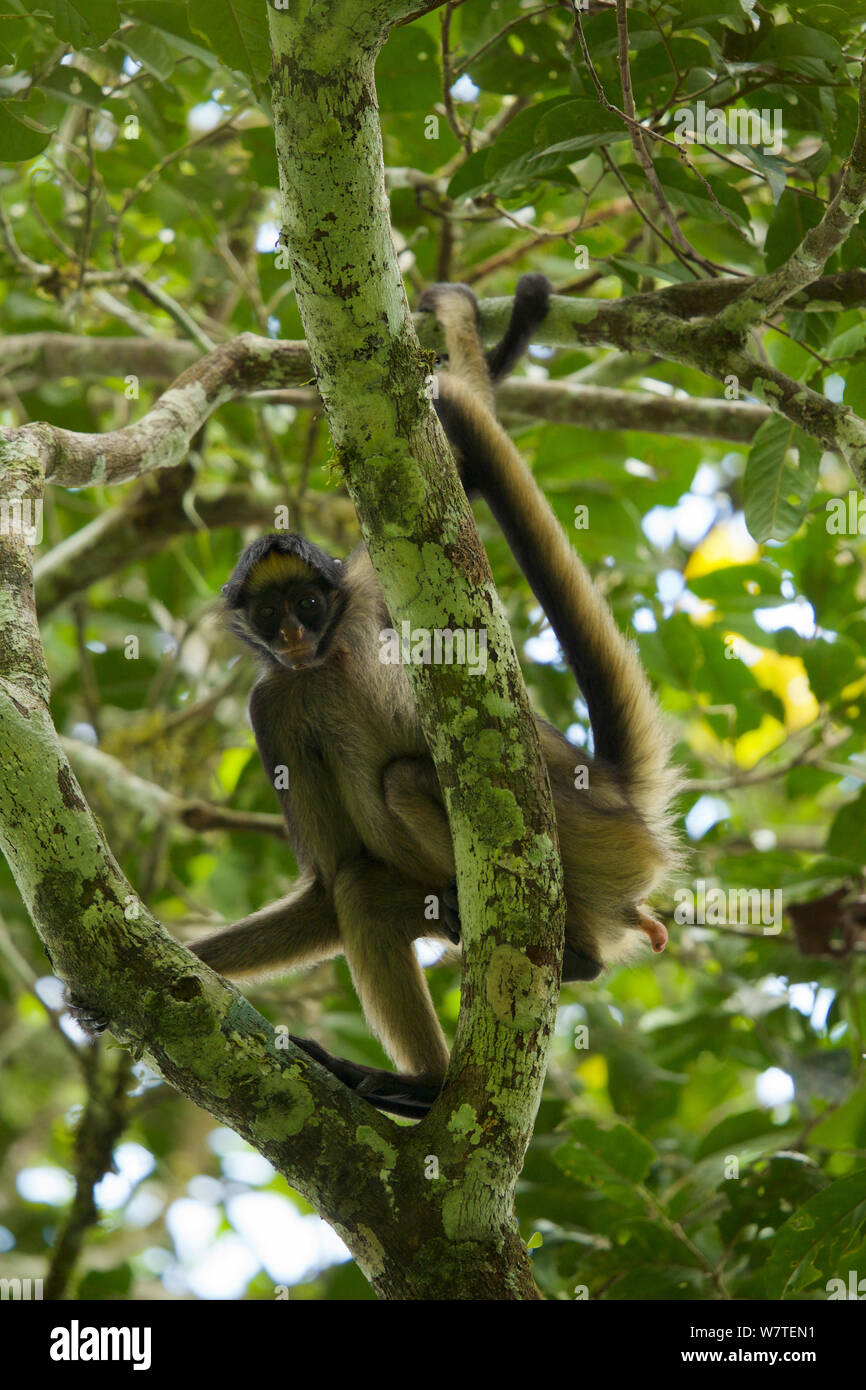 Spider Monkey (Ateles belzebuth) in tree above the clay lick at the ...