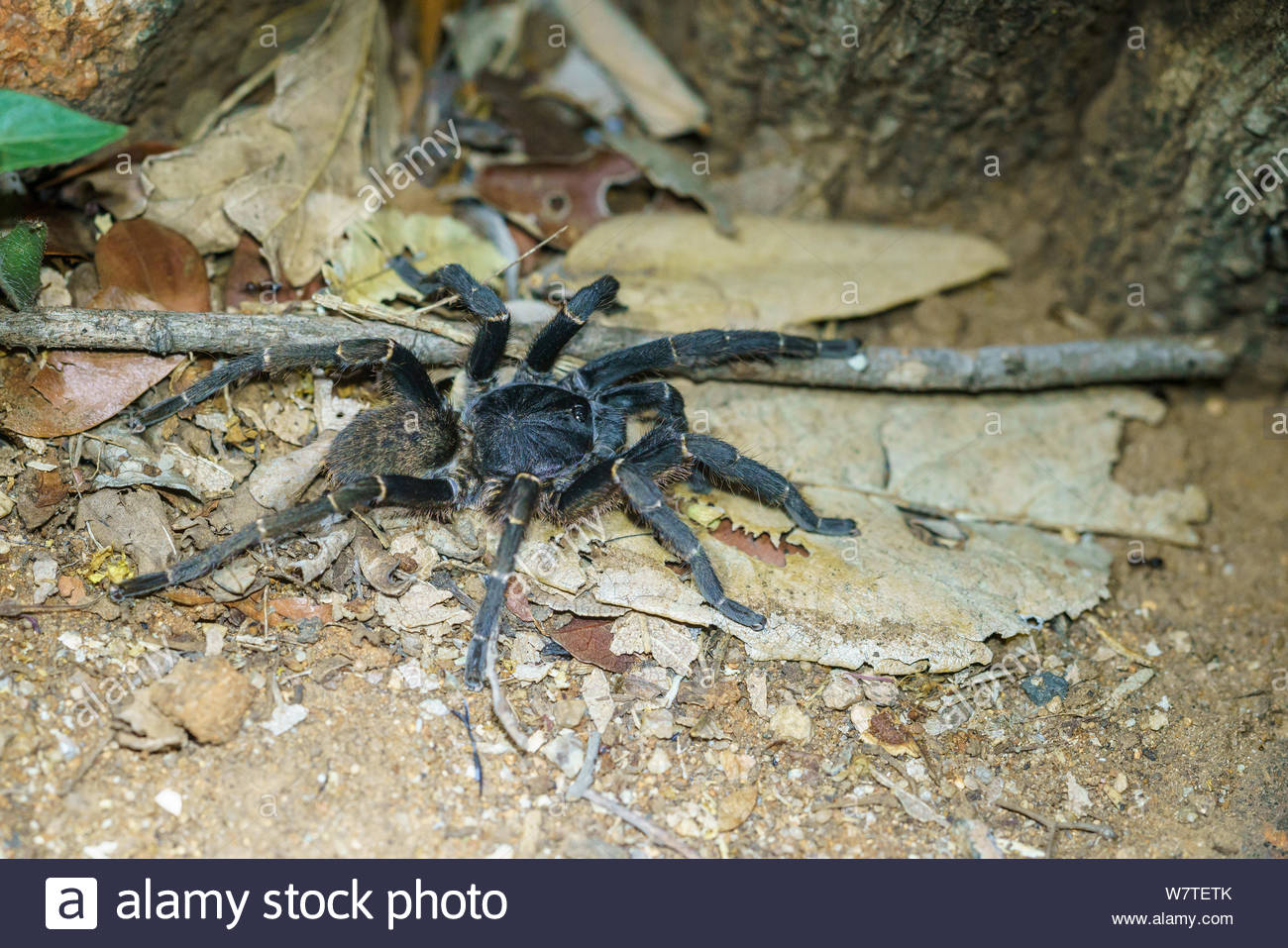 Baboon Spider High Resolution Stock Photography and Images - Alamy