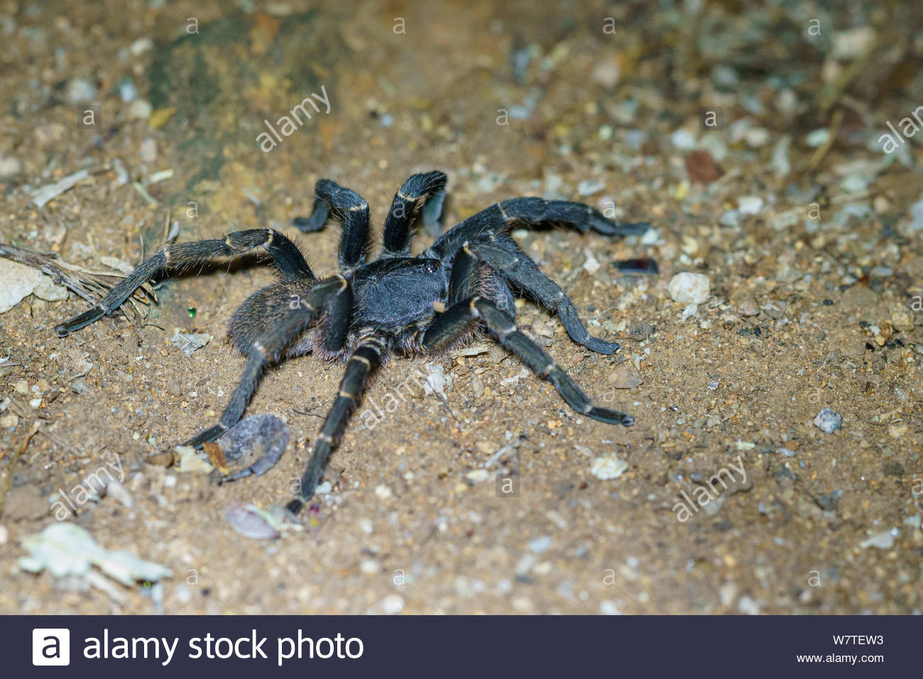 Baboon Spider High Resolution Stock Photography and Images - Alamy