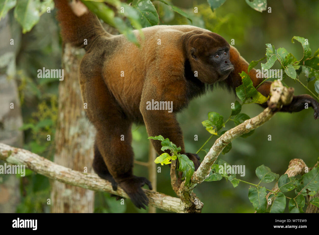 Large male Woolly Monkey (Lagothrix poeppigii) at the Tiputini ...