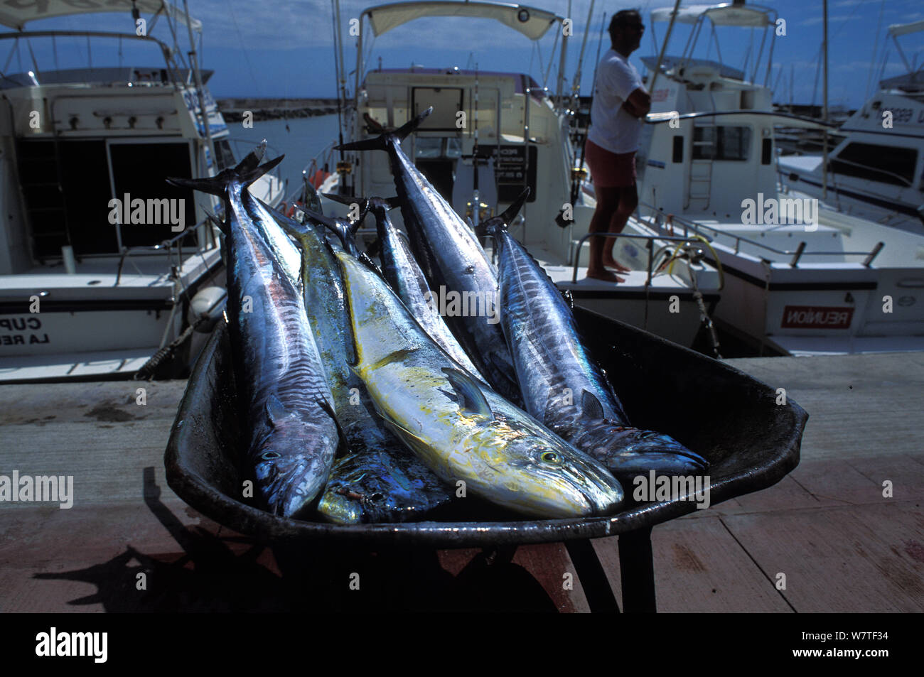 Wahoos hi-res stock photography and images - Alamy