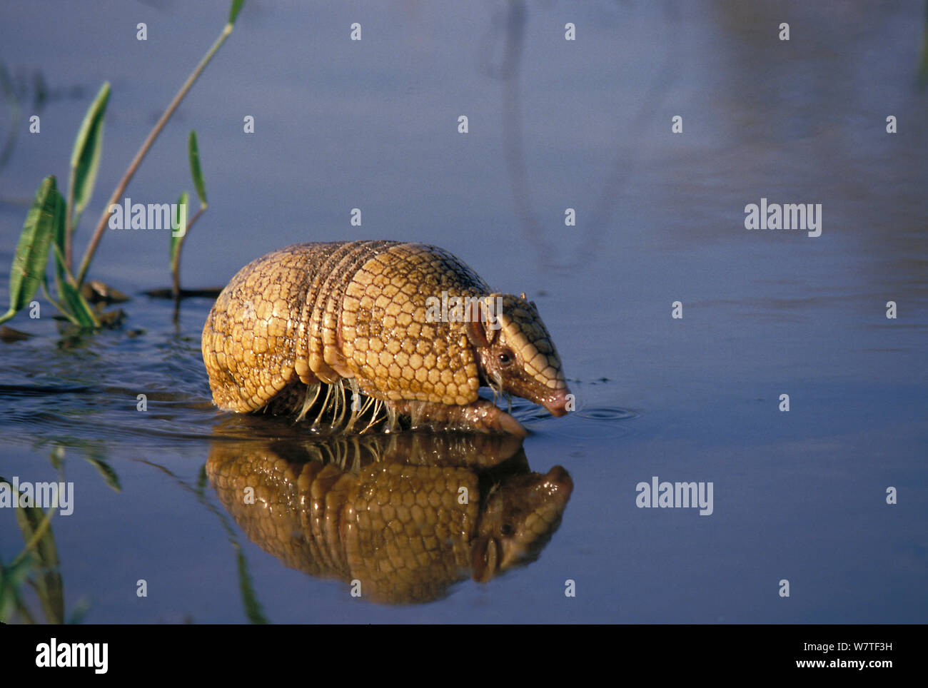 Southern three banded armadillo (Tolypeutes matacus) walking through ...