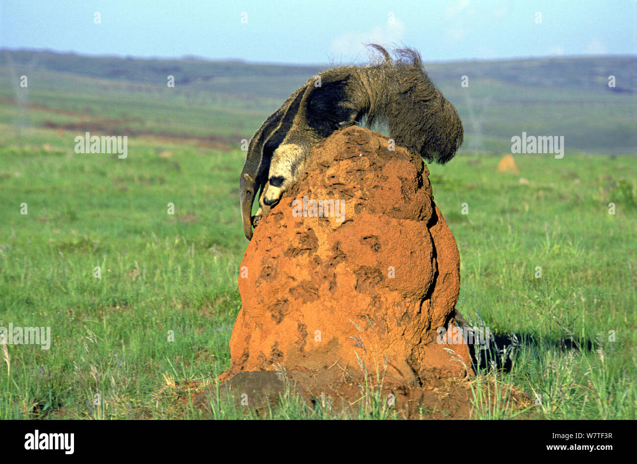 South american termites hi-res stock photography and images - Alamy