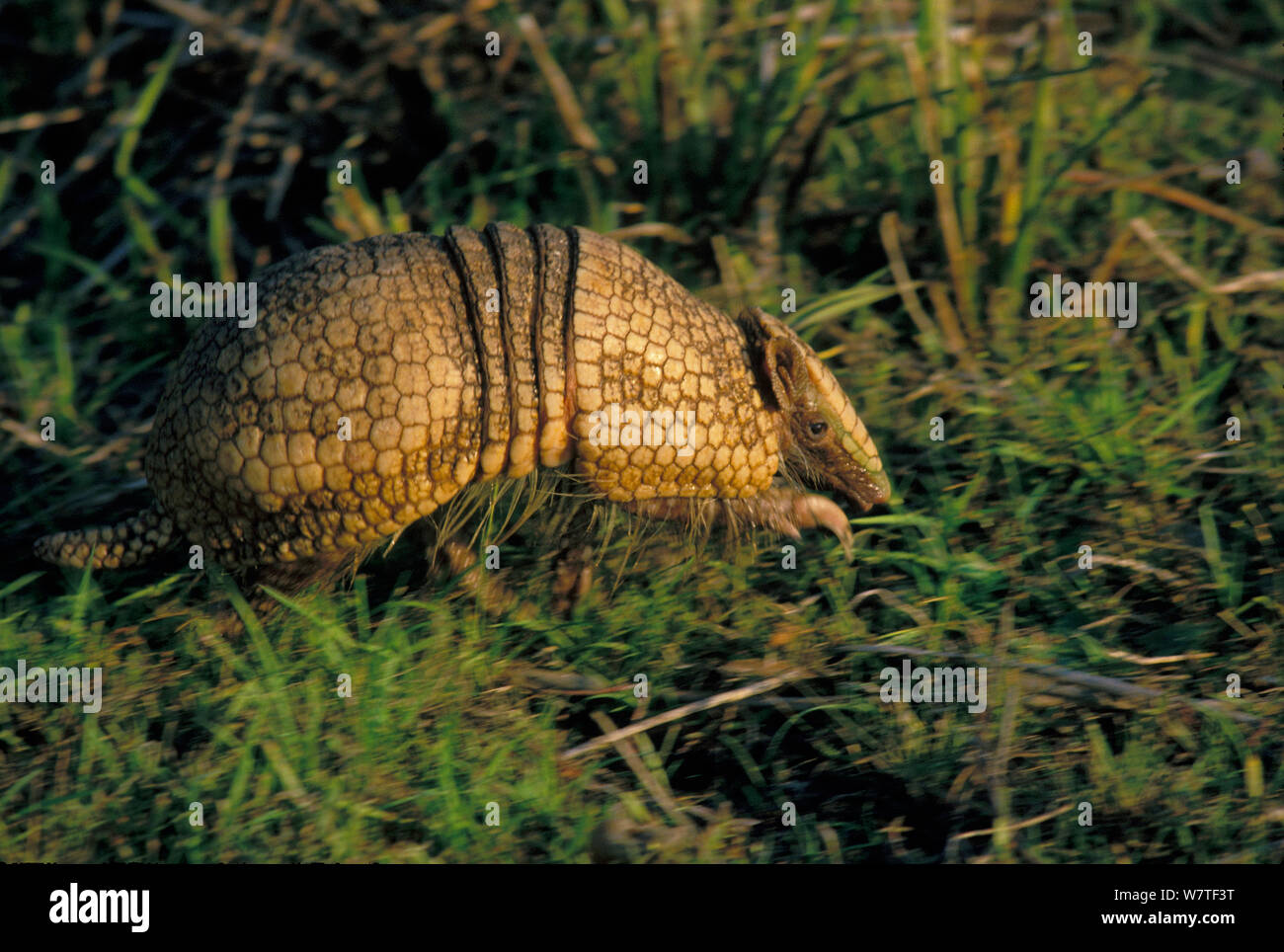 Southern three banded armadillo (Tolypeutes matacus) Brazilian Pantanal ...