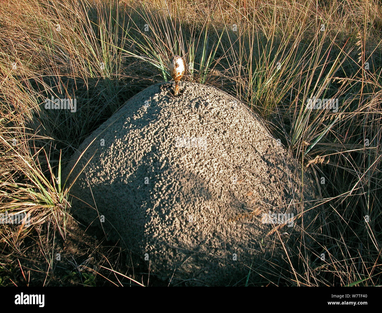 Fungus growing termite hi-res stock photography and images - Alamy