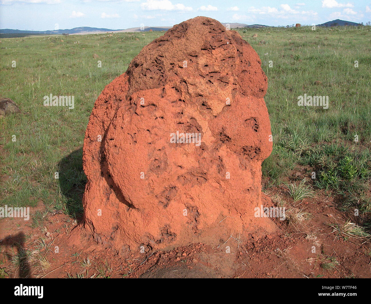 Giant termite mound brazil hi-res stock photography and images - Alamy
